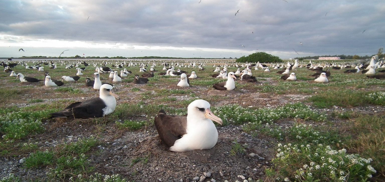 Laysan Albatross Colony | Good Nature Travel Blog