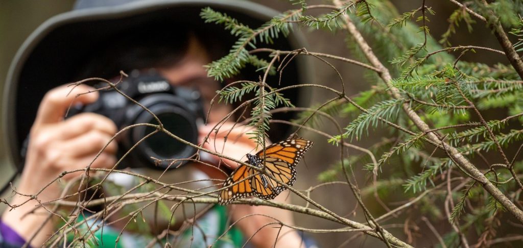 Monarch Butterfly Migration | Good Nature Travel Blog