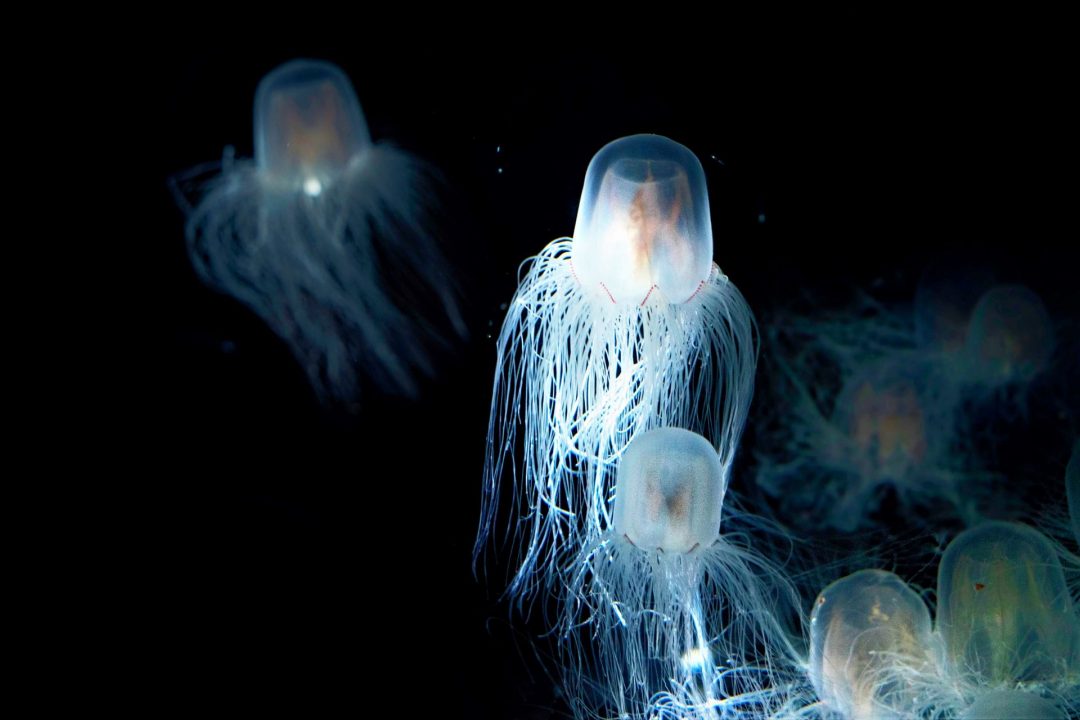 Sea wrasp immortal Jelly fish | Good Nature Travel Blog