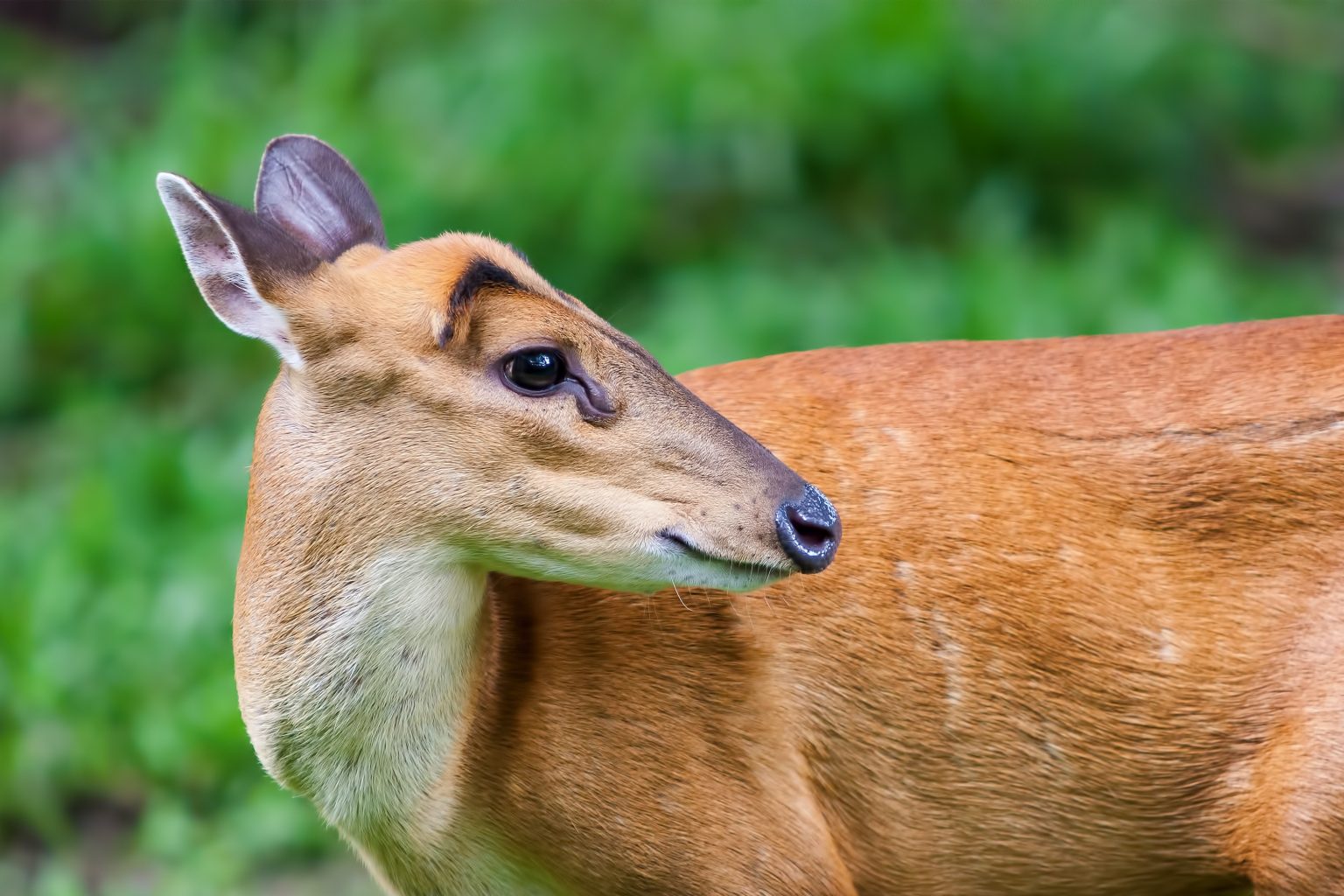 Side,View,Closeup,Of,Malaysian,Kancil,Or,Mouse,Deer,In | Good Nature ...