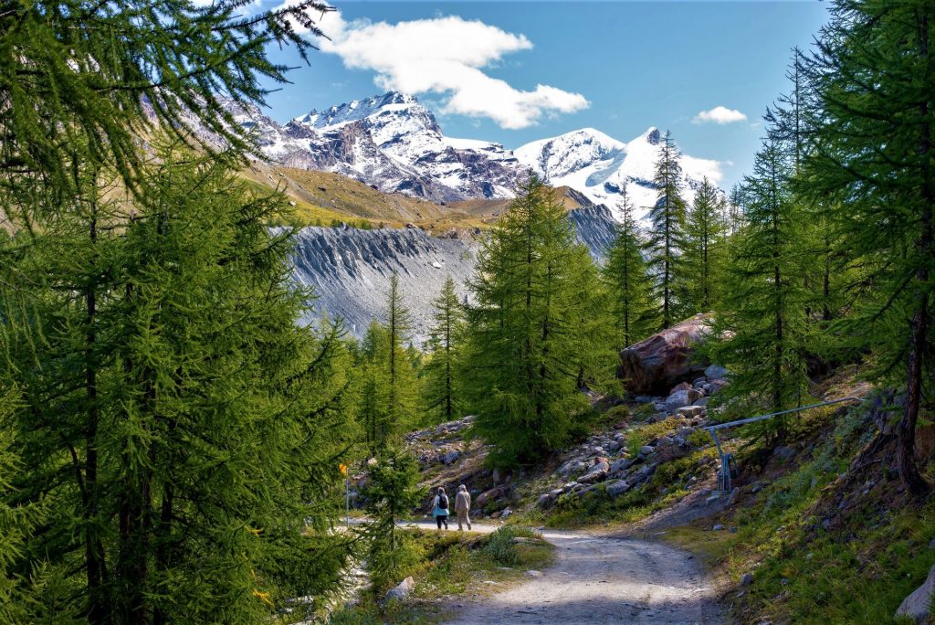 sub-alpine forest. | Good Nature Travel Blog