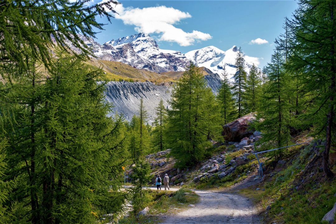 sub-alpine forest. | Good Nature Travel Blog