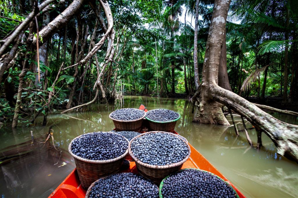 Acai | Good Nature Travel Blog