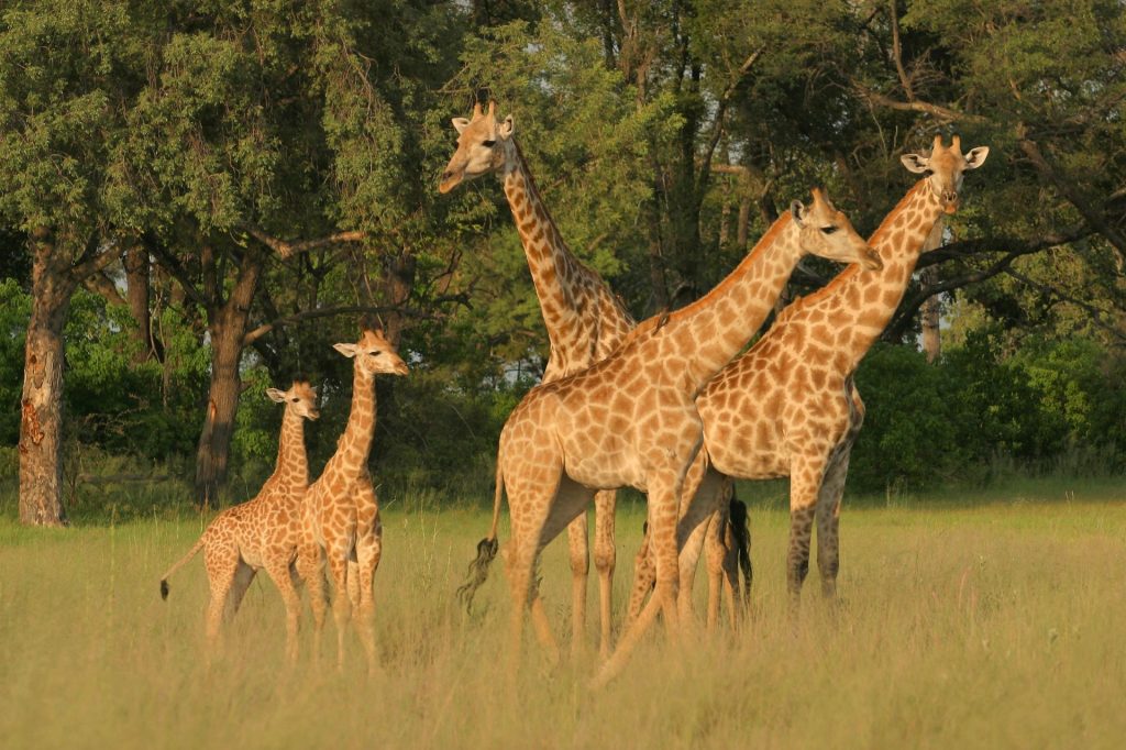 Giraffes with babies Botswana Africa | Good Nature Travel Blog
