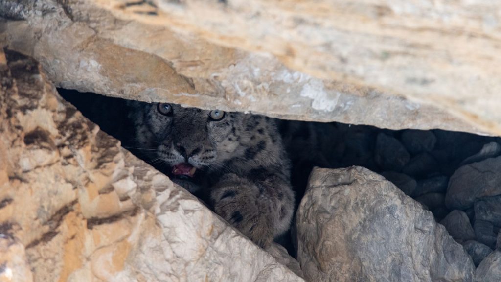 Hiding snow leopard | Good Nature Travel Blog