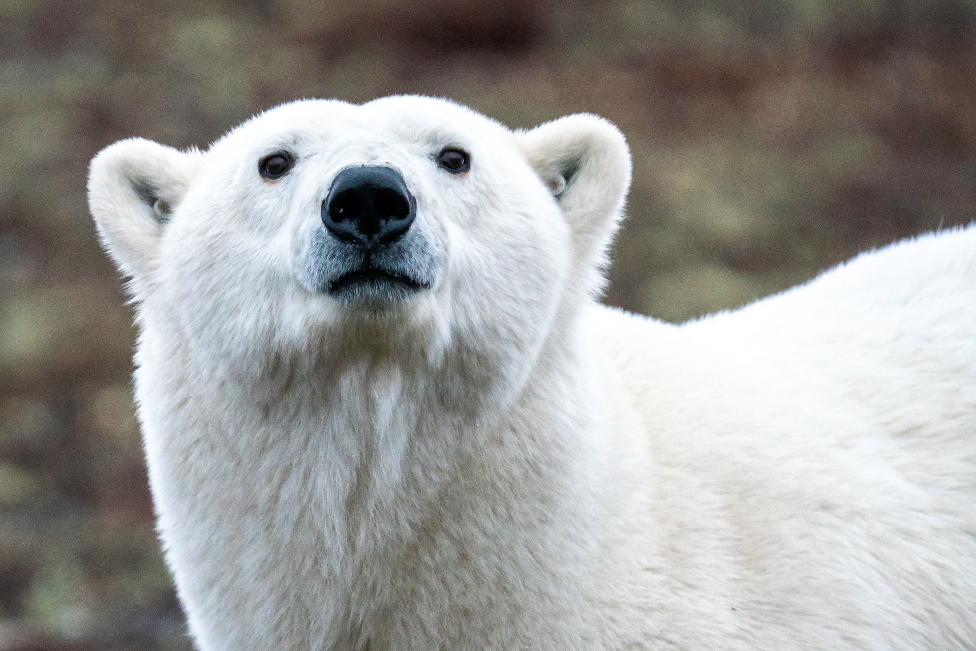World Record Polar Bear