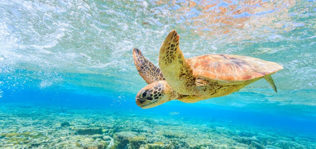 Sea Turtle Swimming | Good Nature Travel Blog