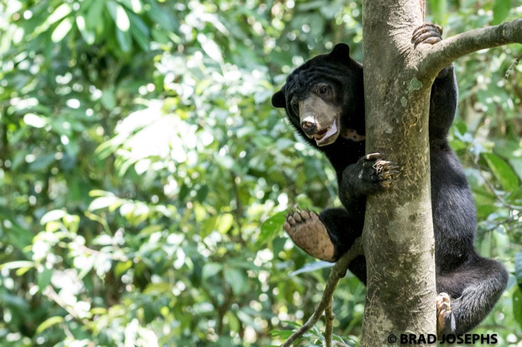 Sun Bear in Borneo by Brad Josephs | Good Nature Travel Blog