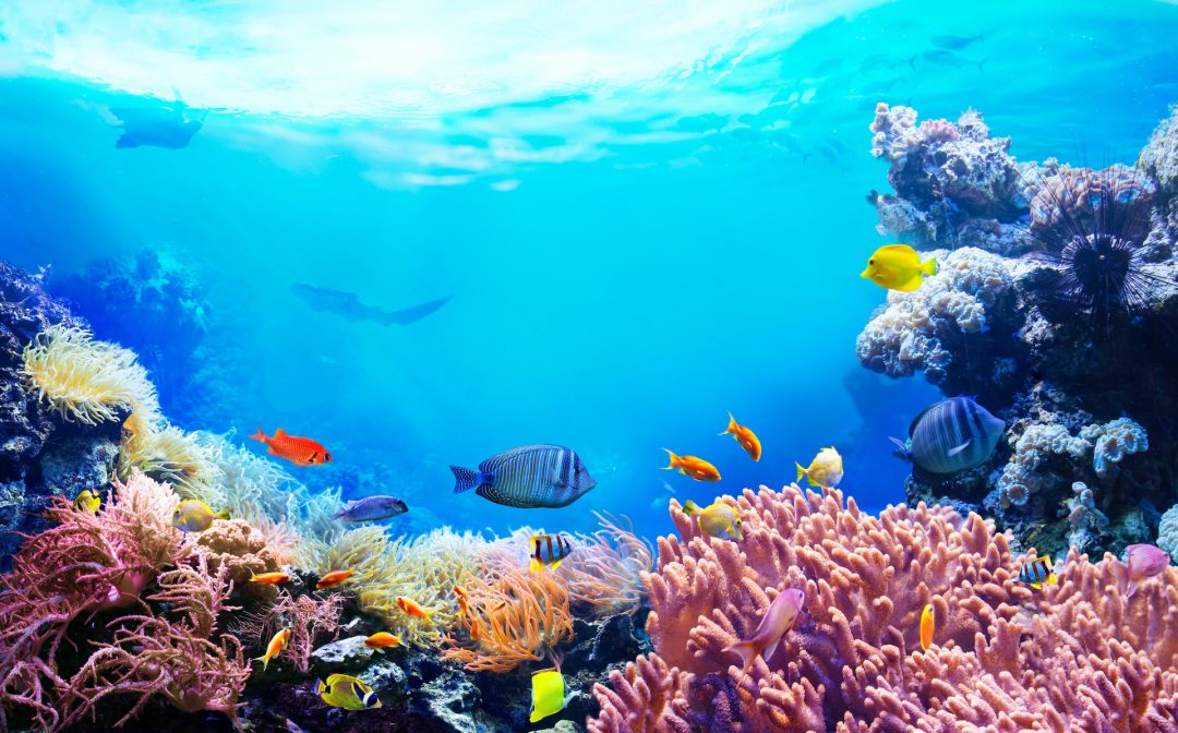 Animals,Of,The,Underwater,Sea,World.,Ecosystem.,Colorful,Tropical,Fish ...