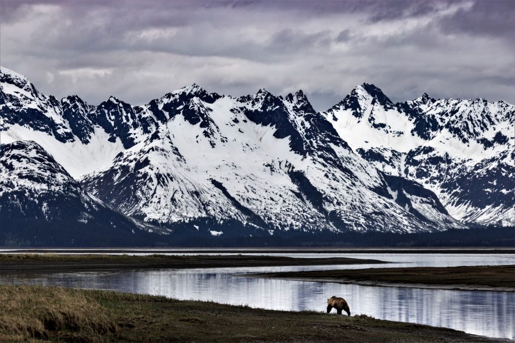 landscape with a bear | Good Nature Travel Blog