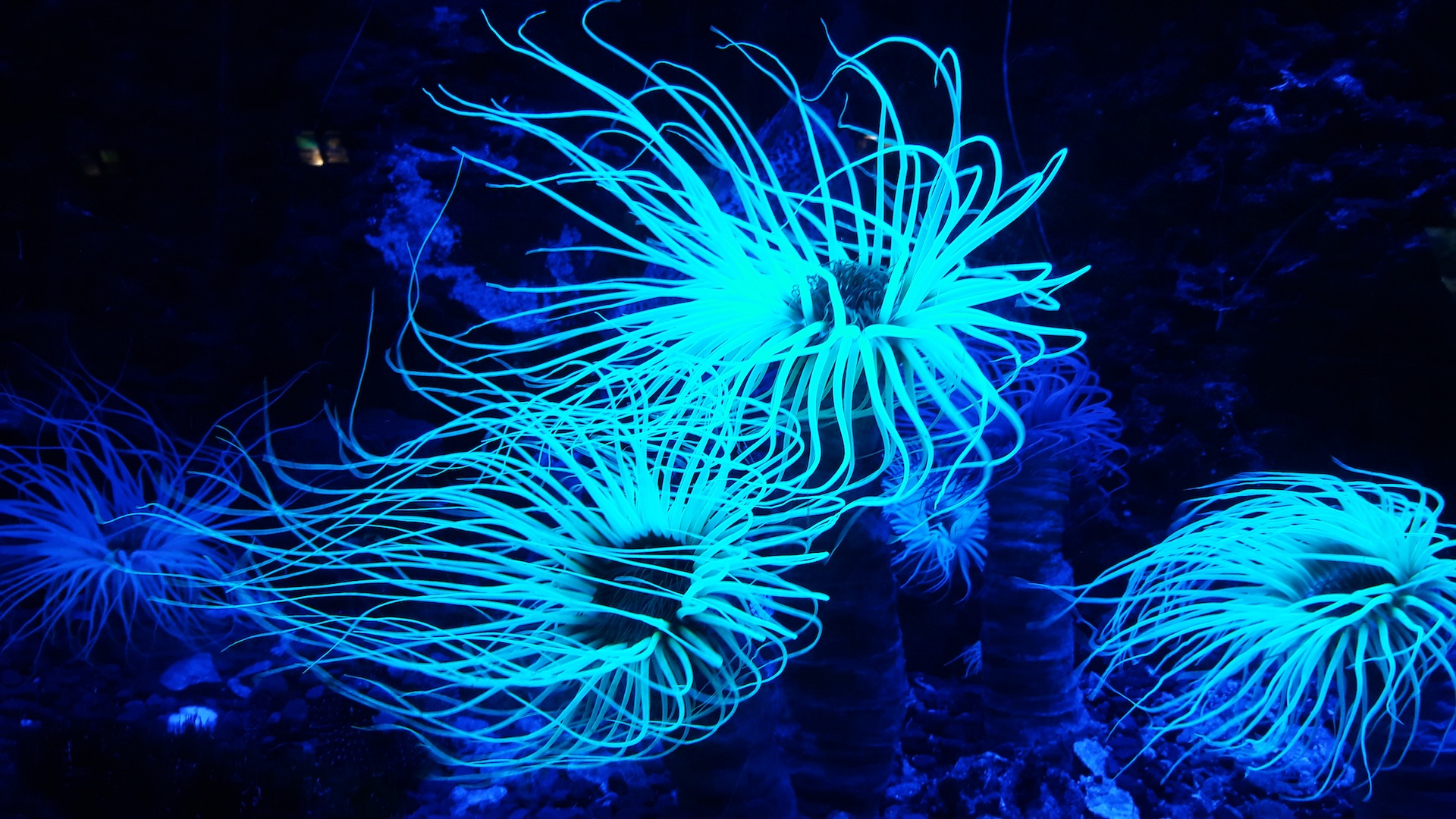 Coral,Reef,Bioluminescent,Plante,Of,The,Ocean | Good Nature Travel Blog