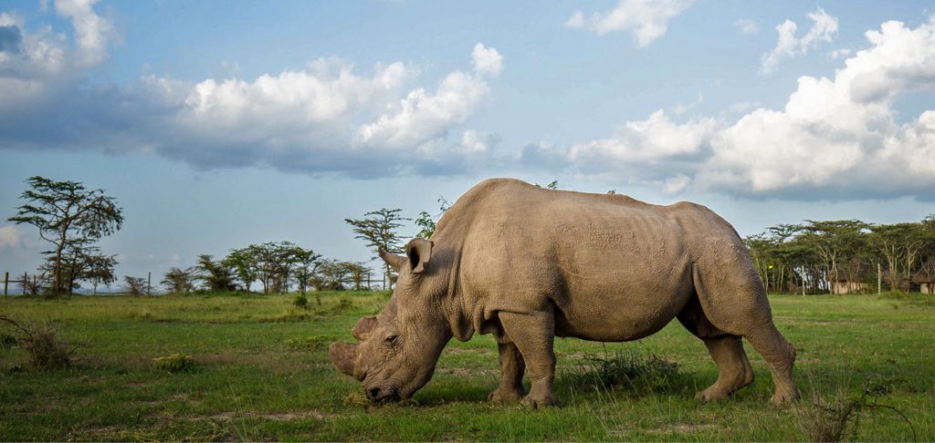 Northern White Rhino_Sudan_Make It Kenya:Stuart Price 1_flickr fin_Web ...