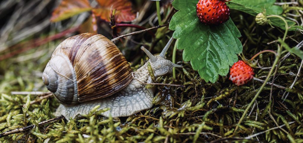 Snail 6 fin_Web | Good Nature Travel Blog