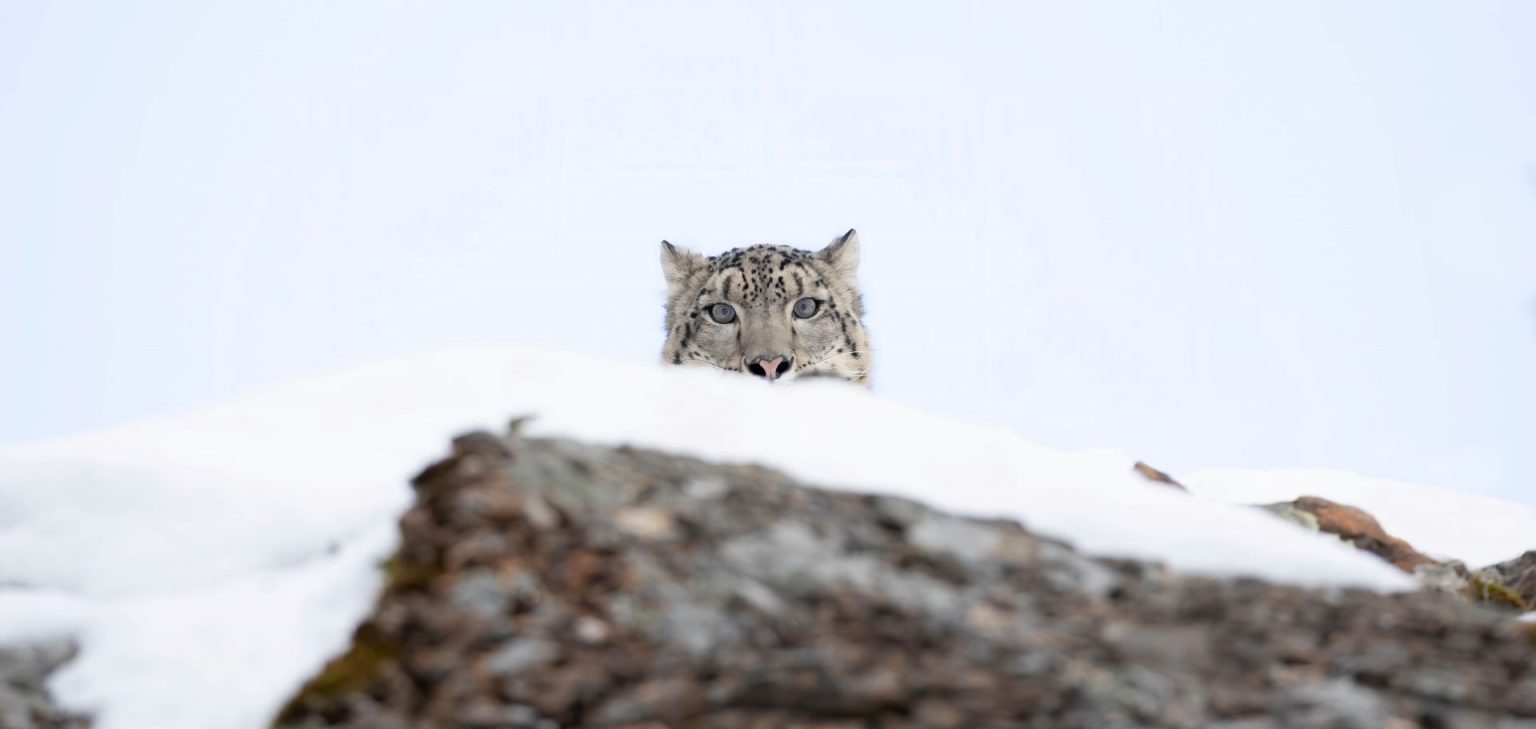 Snow Leopard Apex Predator | Good Nature Travel Blog
