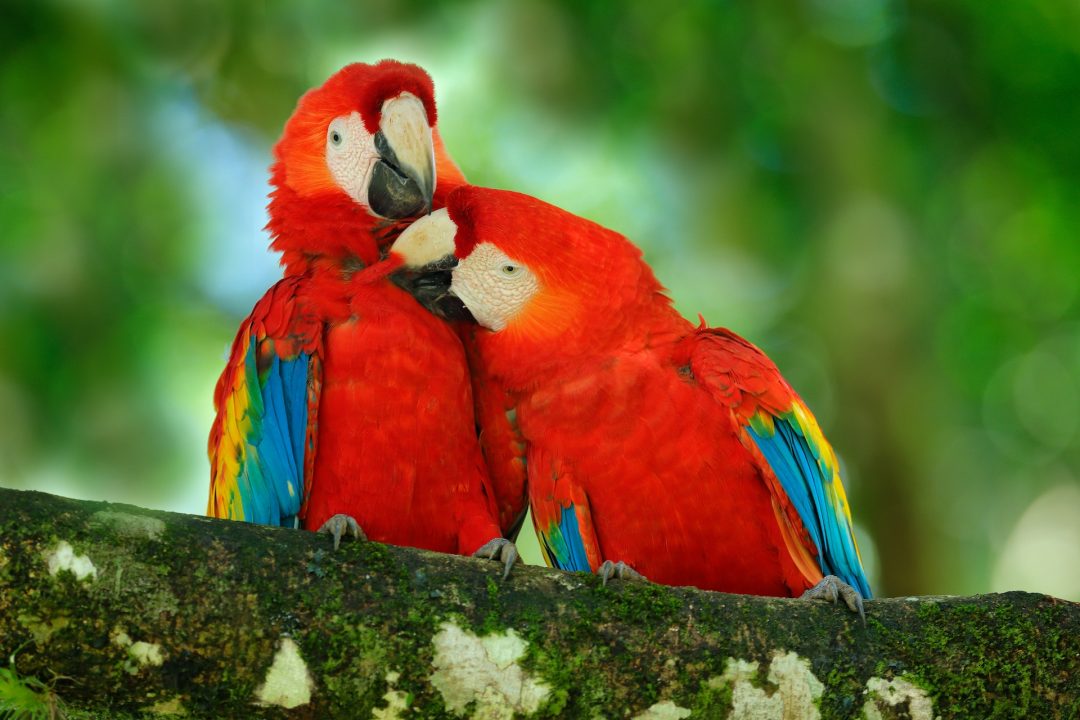Pair,Of,Big,Scarlet,Macaws,,Ara,Macao,,Two,Birds,Sitting | Good Nature ...