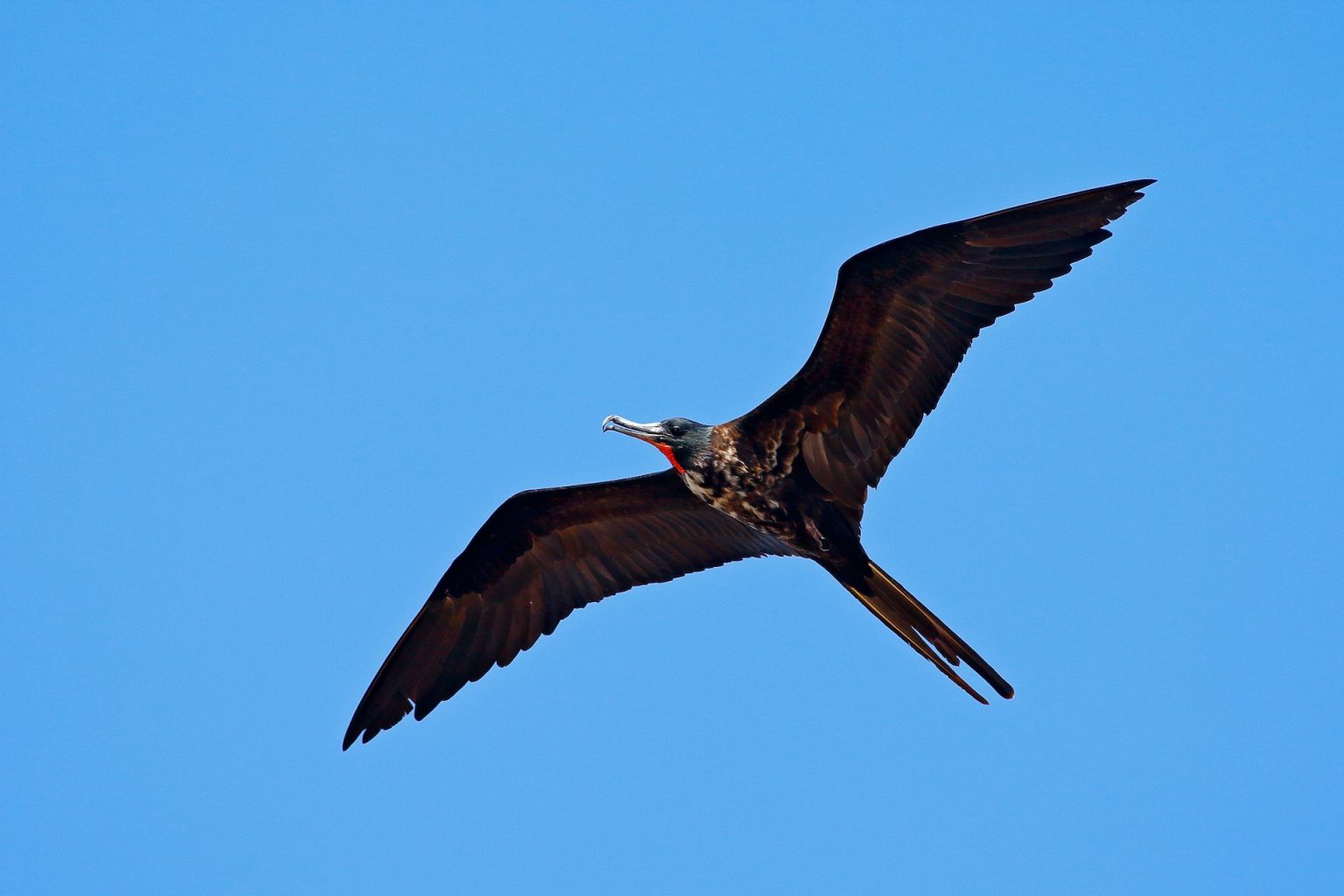 Magnificent,Frigatebird,,Fregata,Magnificens,,Flying,Bird,In,Blue,Sky ...
