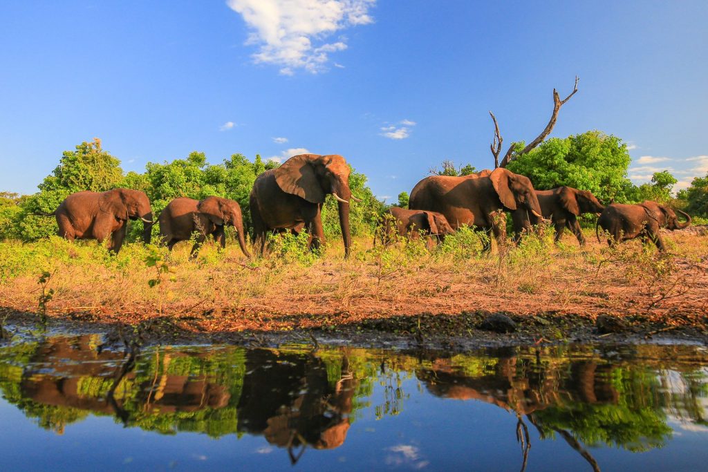 elephants river | Good Nature Travel Blog