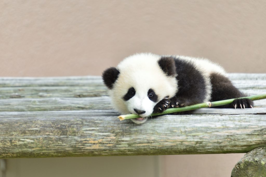 Very,Cute,Giant,Panda,Baby. | Good Nature Travel Blog