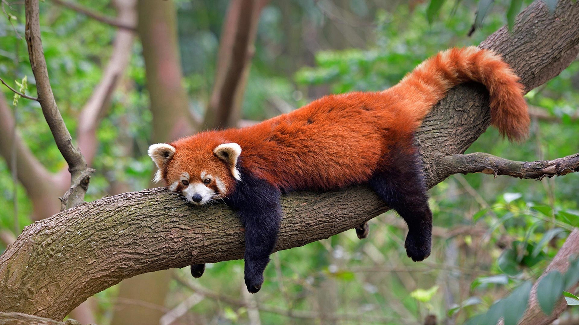 Six Red Panda Facts For International Red Panda Day China