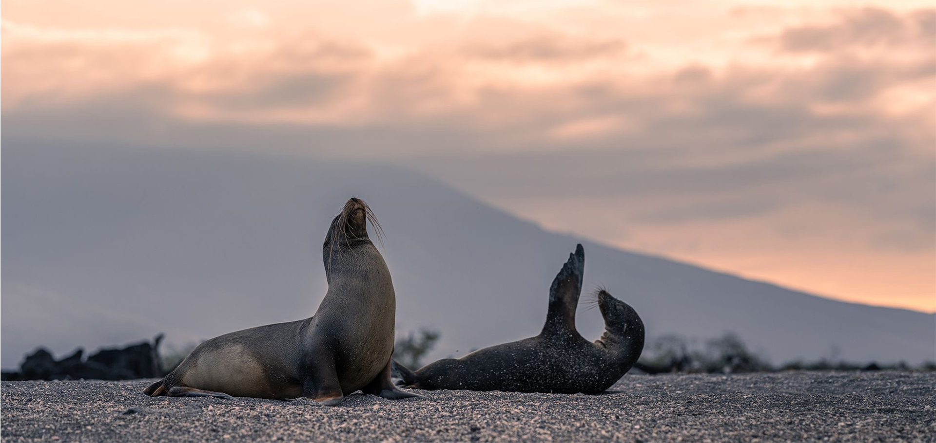 What s The Difference Between A Seal And Sea Lion What s The Difference Between A Seal And Sea Lion