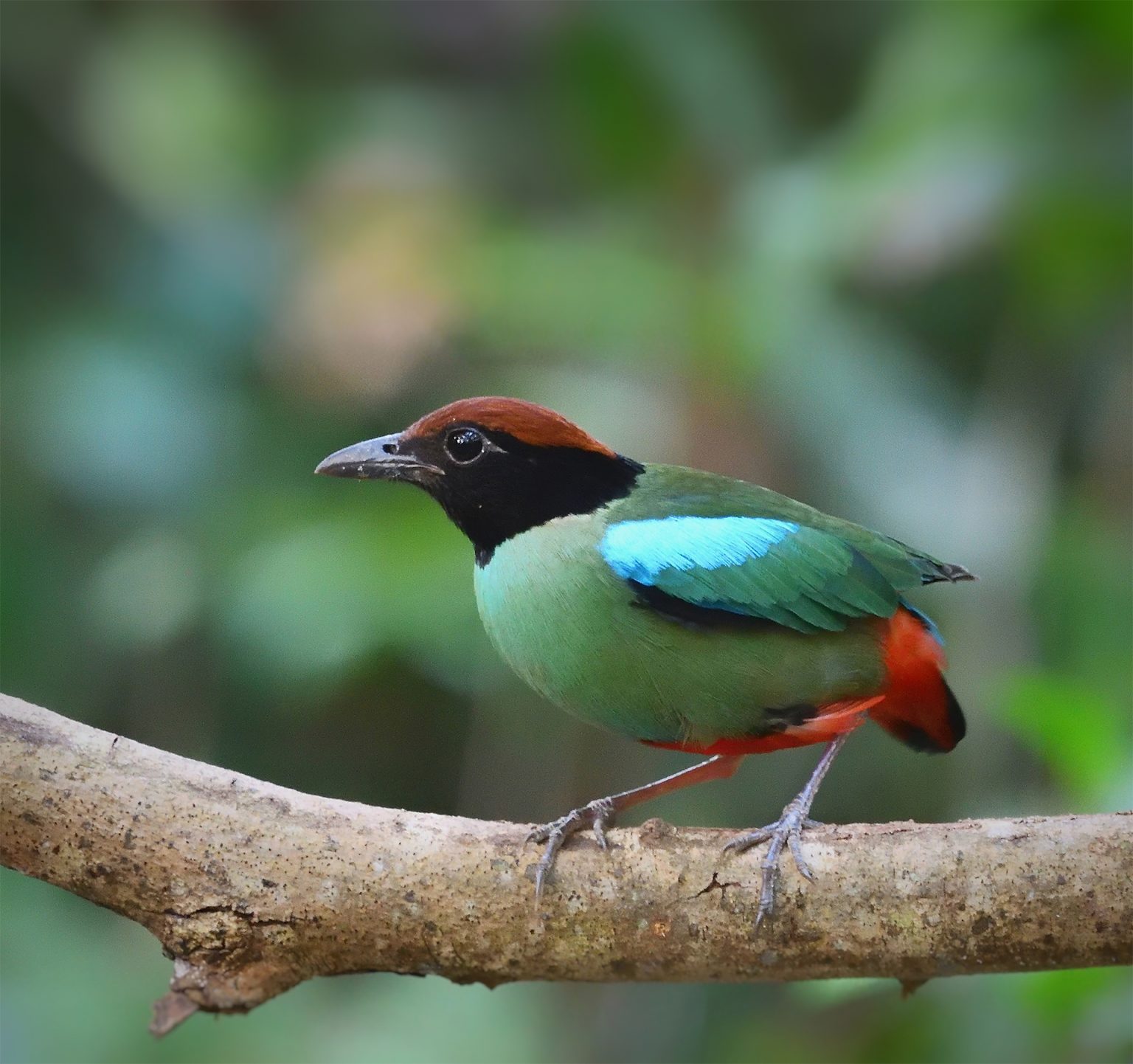 Western,Hooded,Pitta,Or,Chestnut-crowned,Pitta,,Colorful,Bird,,Perched ...