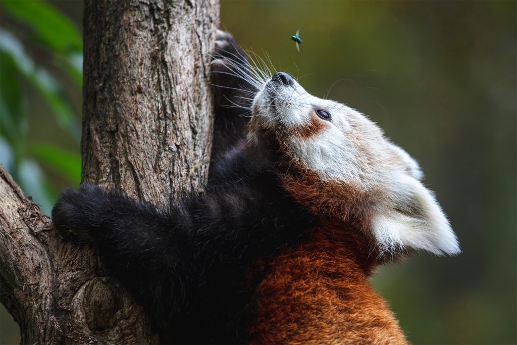 Cute,Fluffy,Red,Panda,Cub,Looking,At,The,Fly.,Young | Good Nature ...