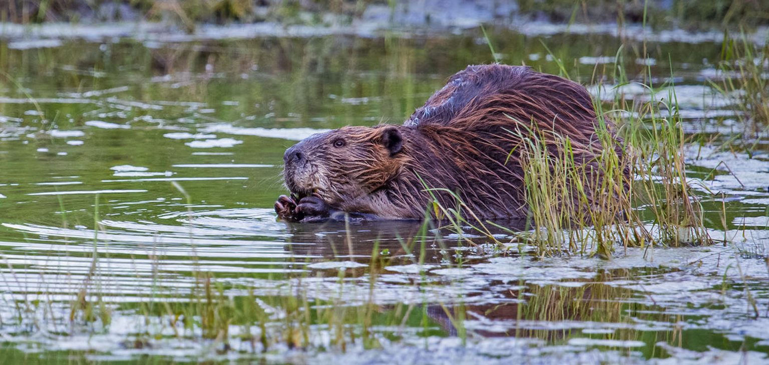 Beaver_Yellowstone_Public Domain 2 fin_Web | Good Nature Travel Blog