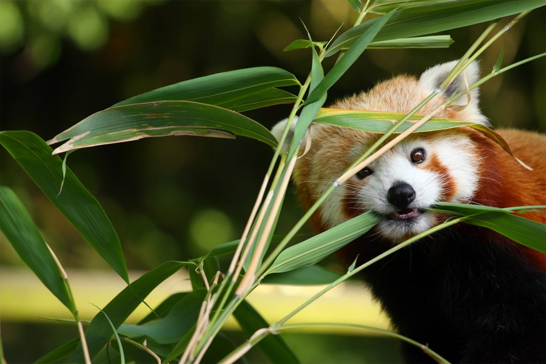 Red,Panda,Eating | Good Nature Travel Blog