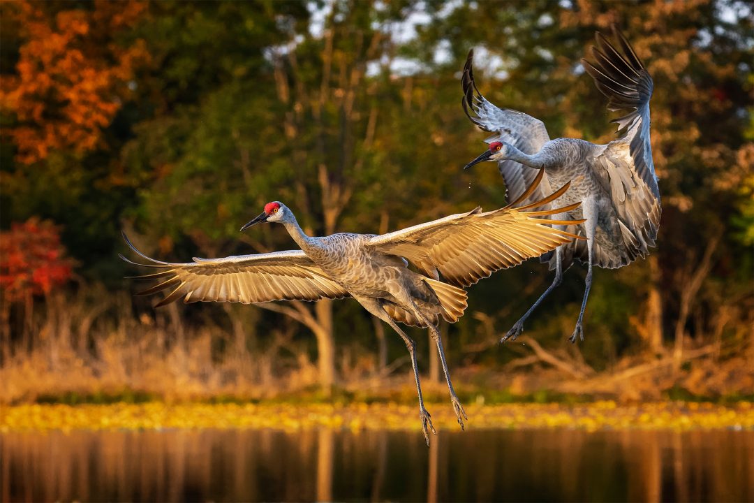 Landing,Sand-hill,Cranes,With,Autumn,Background | Good Nature Travel Blog
