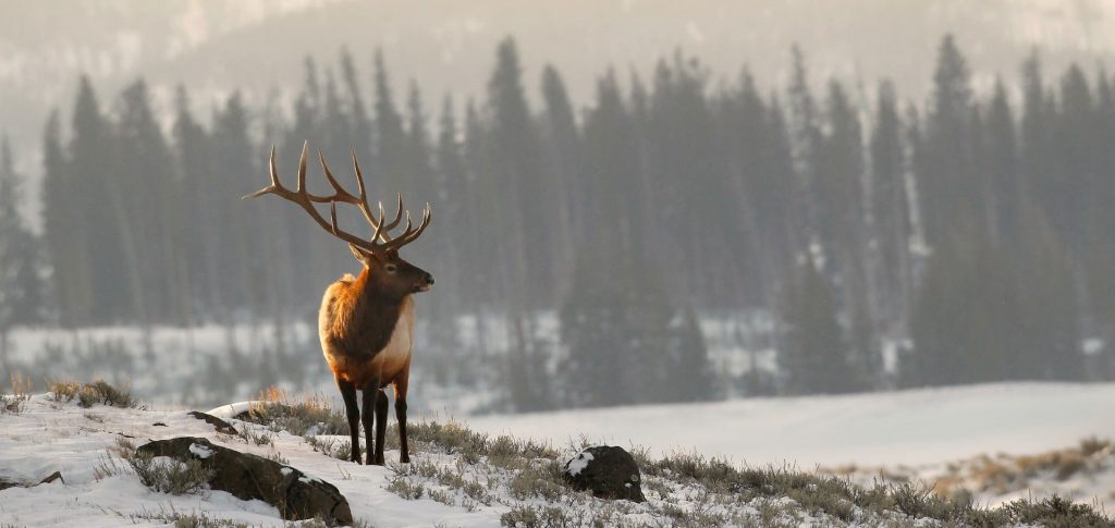 Elk by Eric Rock | Good Nature Travel Blog