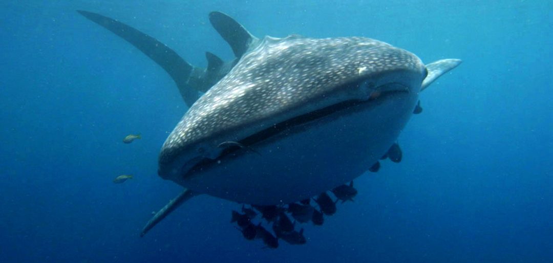 Whale Shark Mouth_Indonesia_Marcel Ekkel 4_flickr fin_Web | Good Nature ...