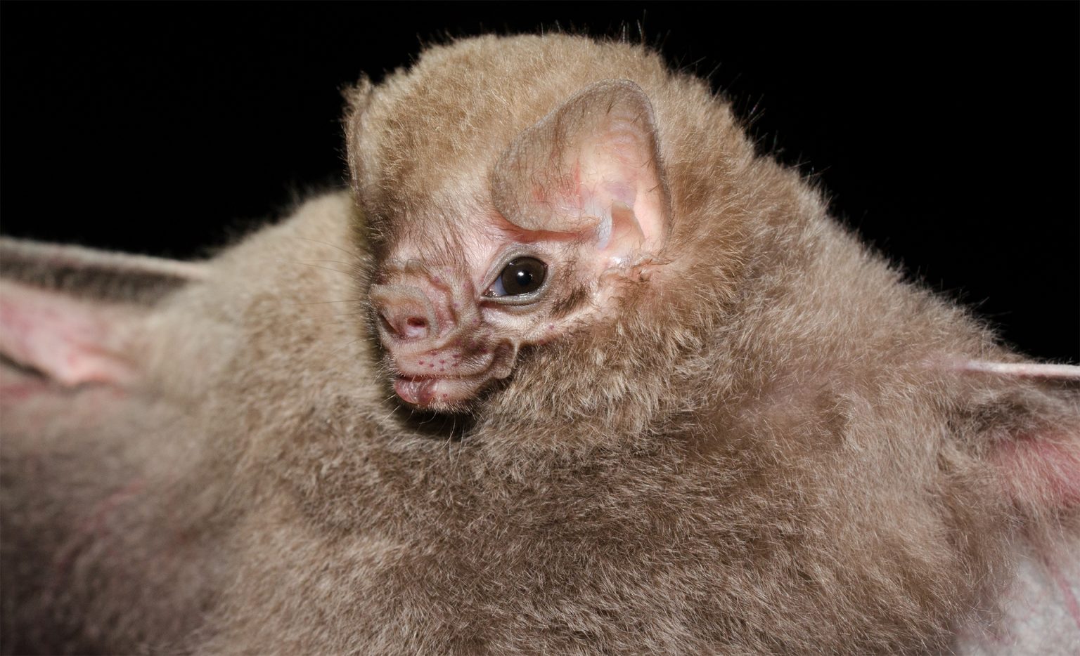 he Brazilian bat, hairy-legged vampire bat (Diphylla ecaudata) i | Good ...