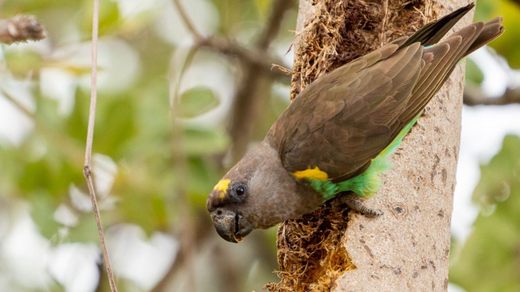 Brown parrot mouth | Good Nature Travel Blog