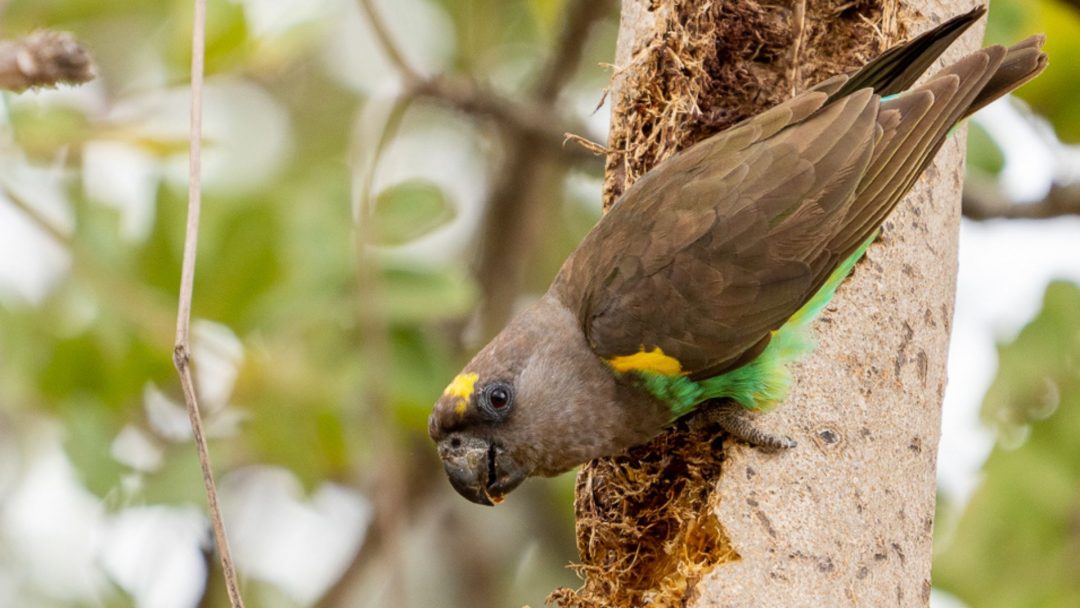 Brown parrot mouth | Good Nature Travel Blog