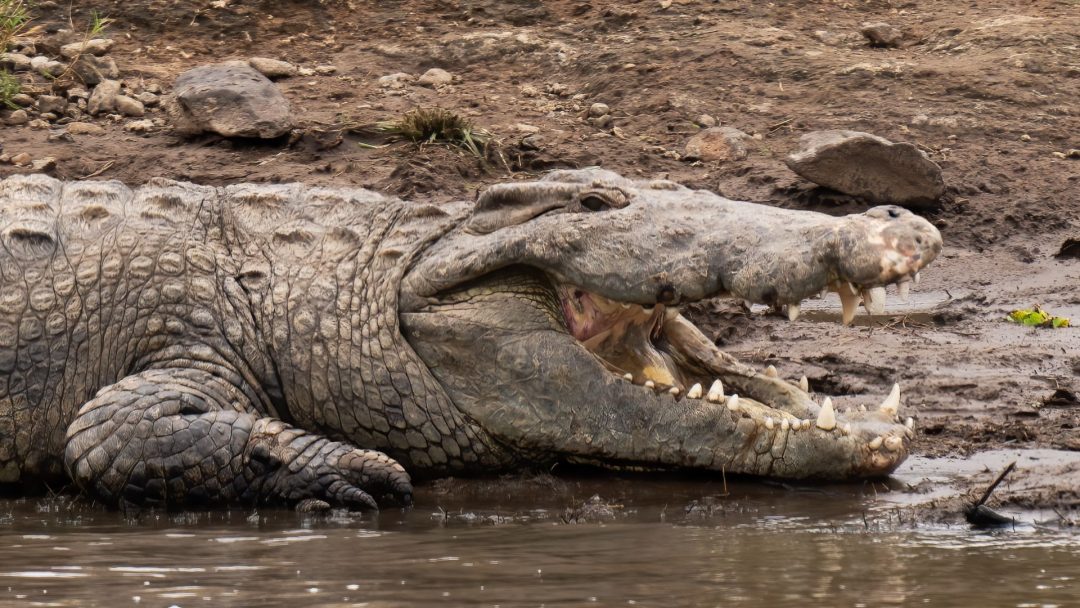 Crocodile mouth | Good Nature Travel Blog