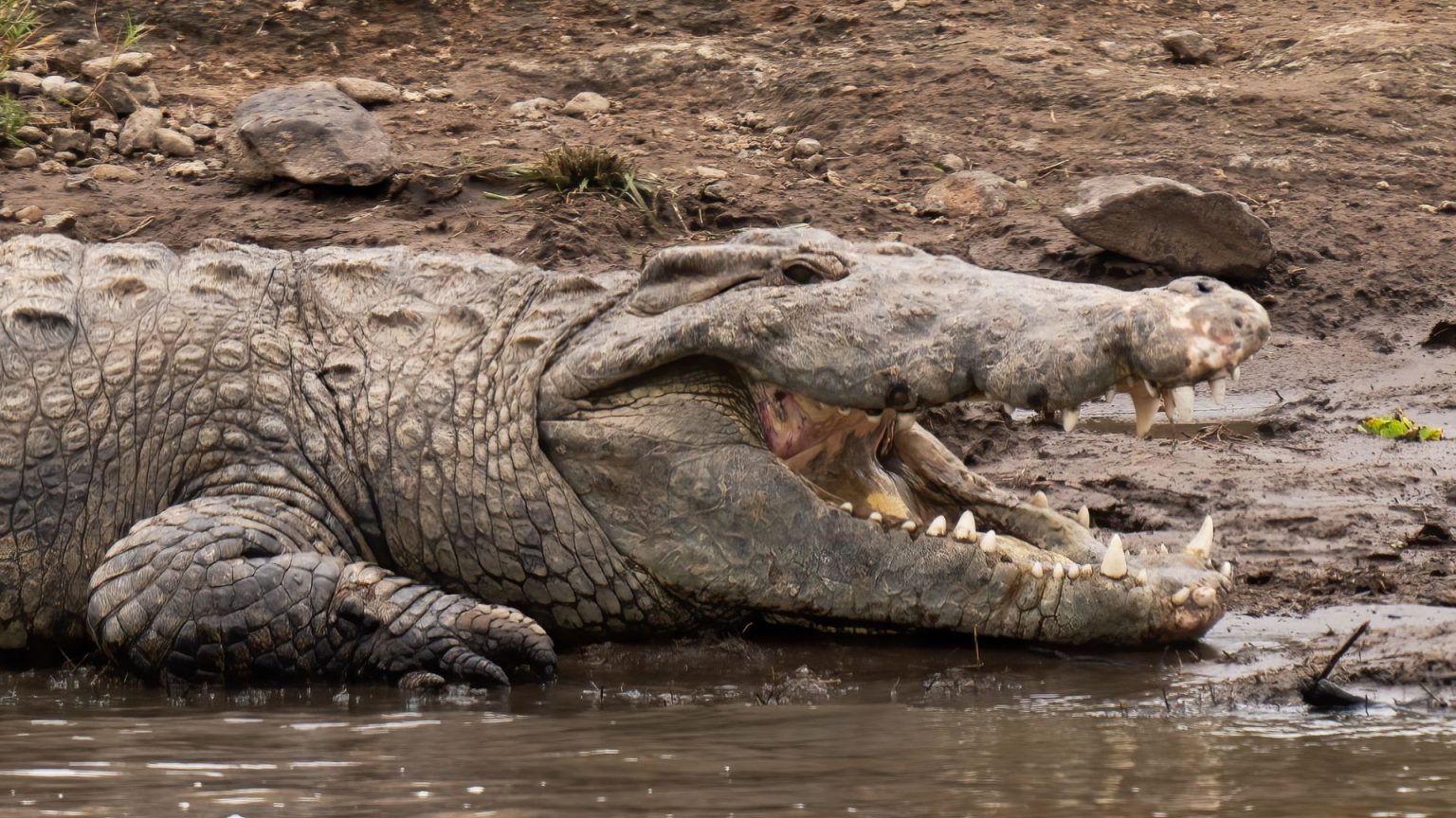 Crocodile mouth | Good Nature Travel Blog