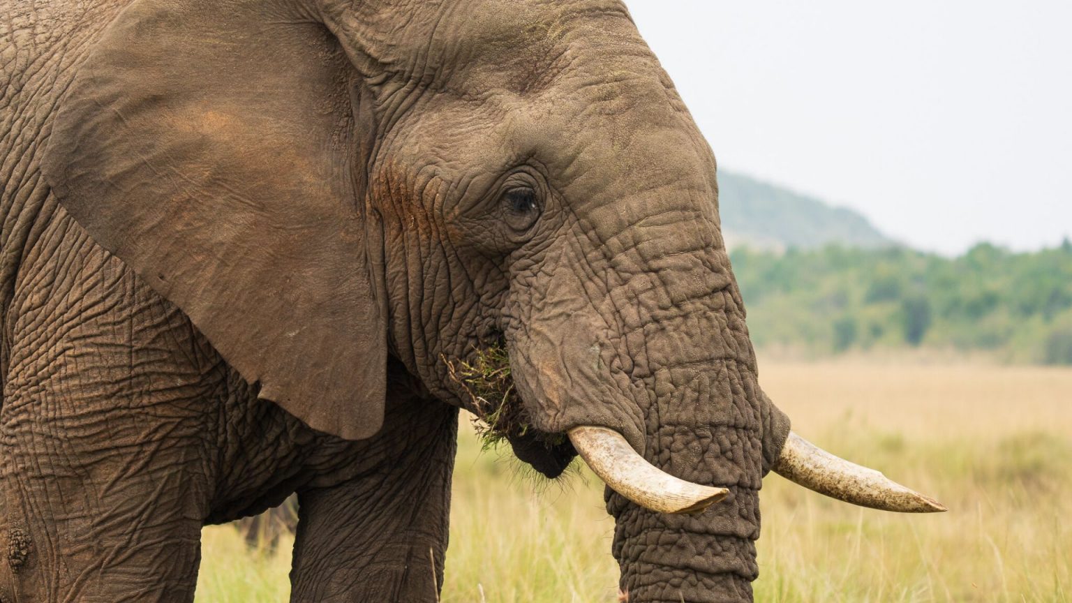 Elephant mouth | Good Nature Travel Blog