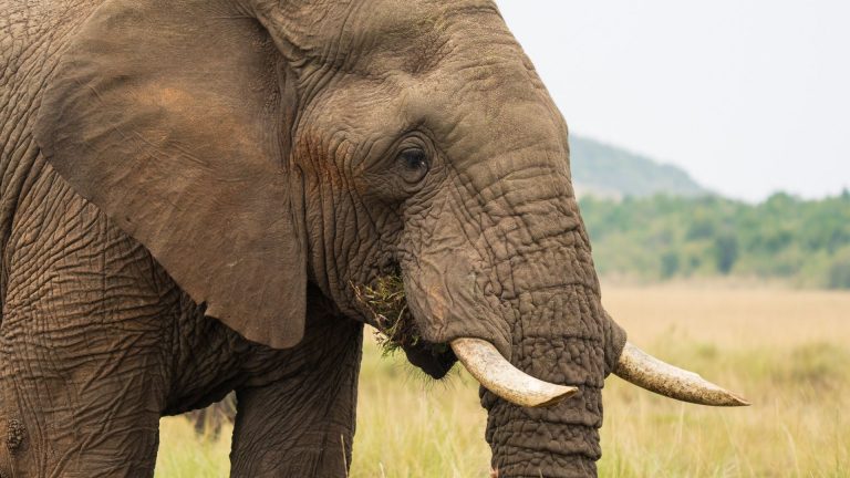 Elephant mouth | Good Nature Travel Blog