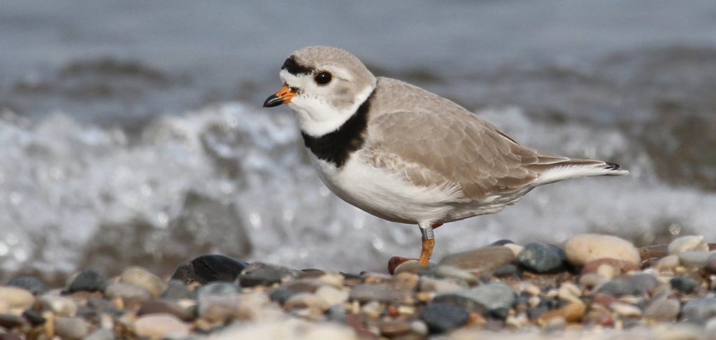 Endangered Bird_Piping Plover 5_Public Domain fin_Web | Good Nature ...