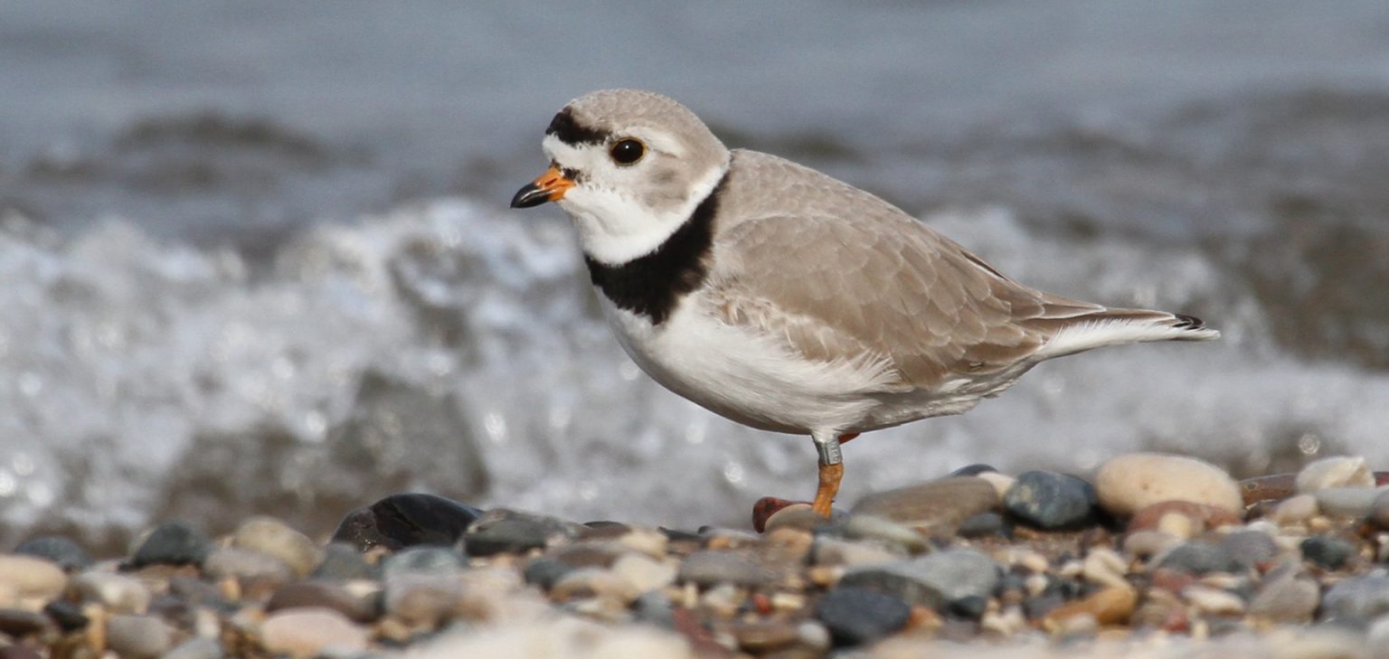 Endangered Bird_Piping Plover 5_Public Domain fin_Web | Good Nature ...
