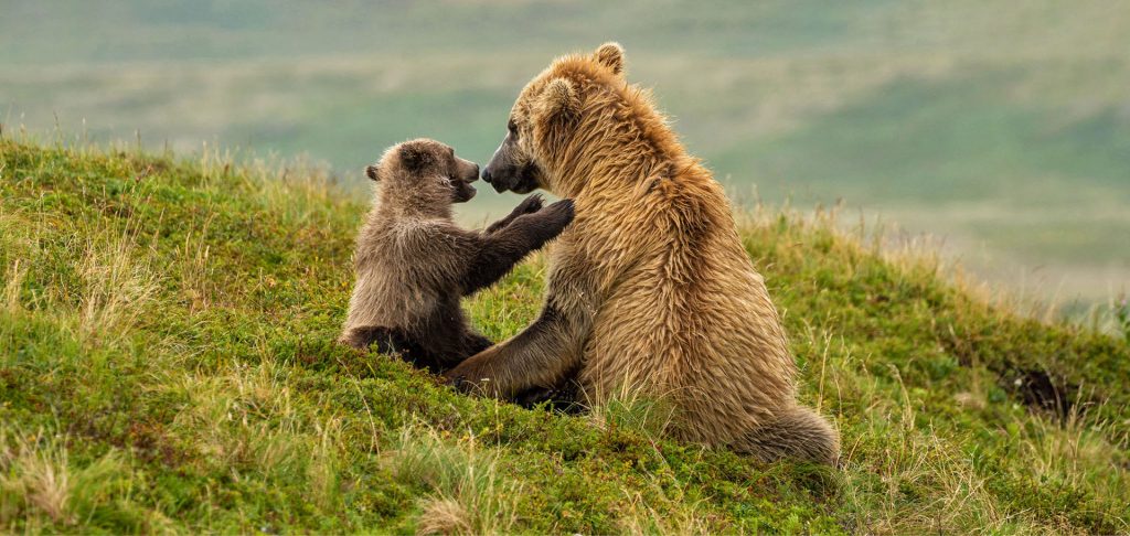 Katmai Bear_Public Domain 1 fin_Web | Good Nature Travel Blog