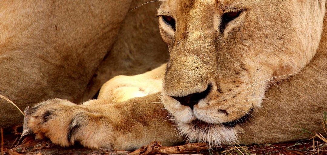 Lion Claw_Tsavo National Park fin_Web | Good Nature Travel Blog