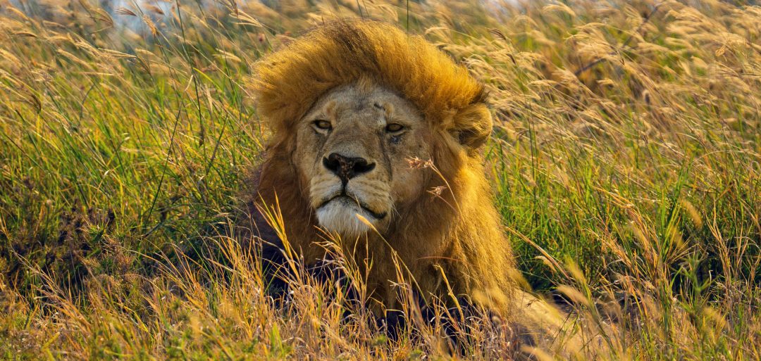 Lion_Tanzania 1 fin_Web | Good Nature Travel Blog