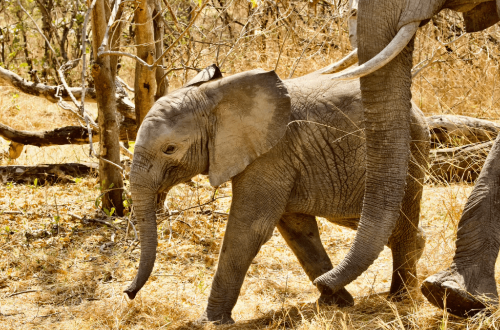 Botswana Baby Elephant | Good Nature Travel Blog