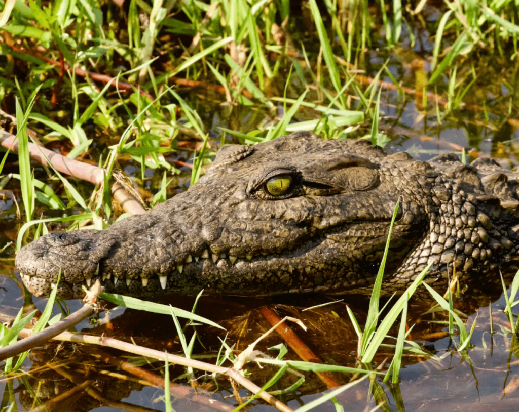 Botswana Crocodile | Good Nature Travel Blog