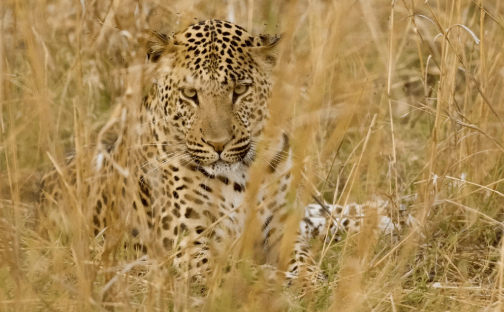 Botswana Leopard | Good Nature Travel Blog