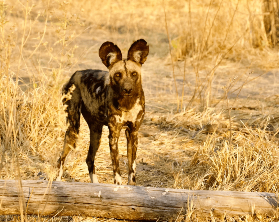 Botswana Wild Dog | Good Nature Travel Blog