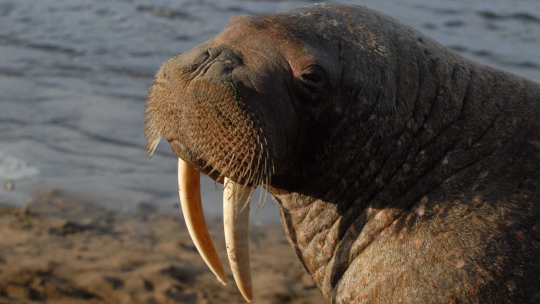Walrus in Russian Arctic | Good Nature Travel Blog