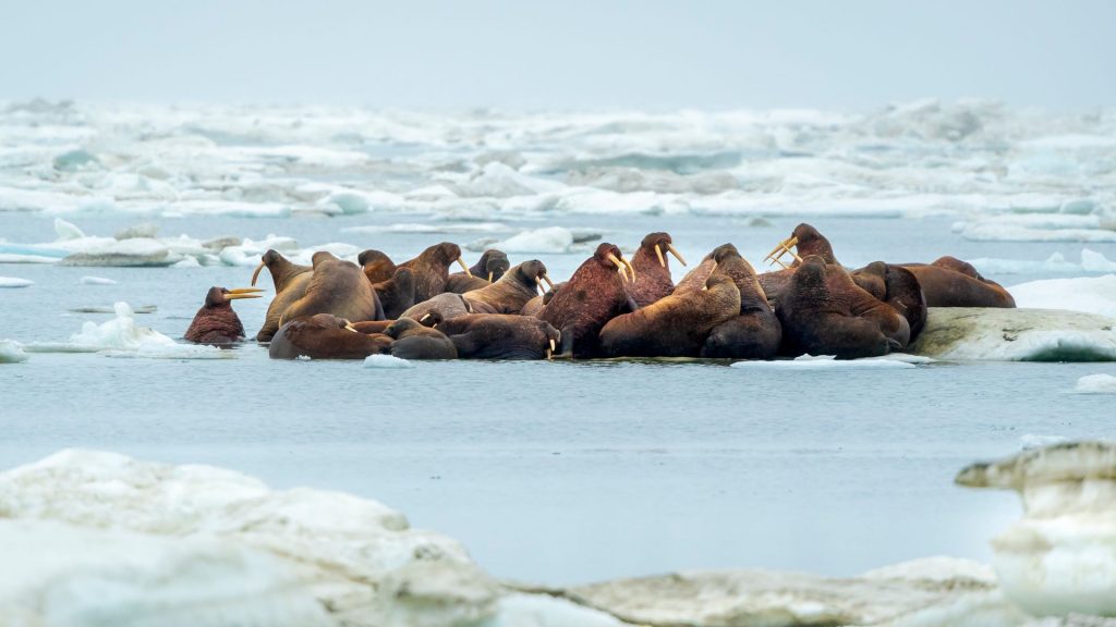 Walruses in Norway | Good Nature Travel Blog