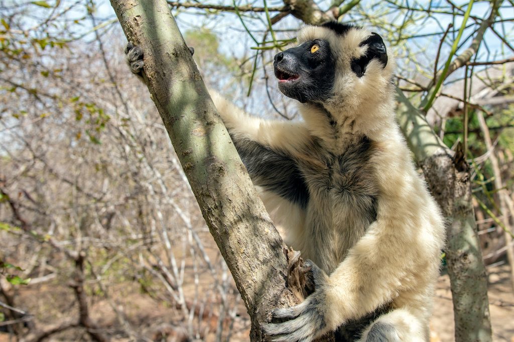Sifaka,Lemur,,Silky,Sifaka,(propithecus,Candidus),,Madagascar | Good ...